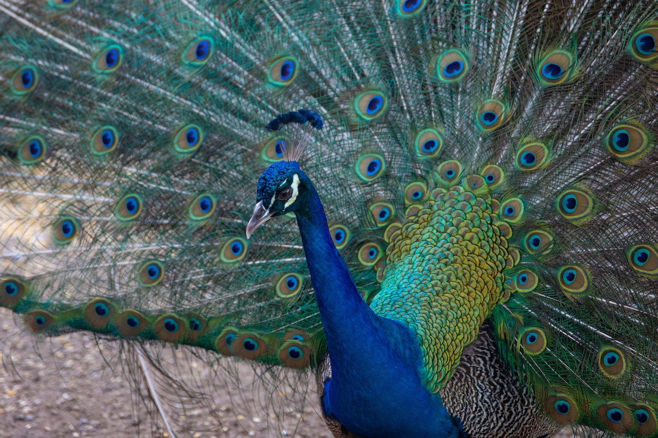 ¿Qué significa soñar con un pavo real? - Sonador365.com
